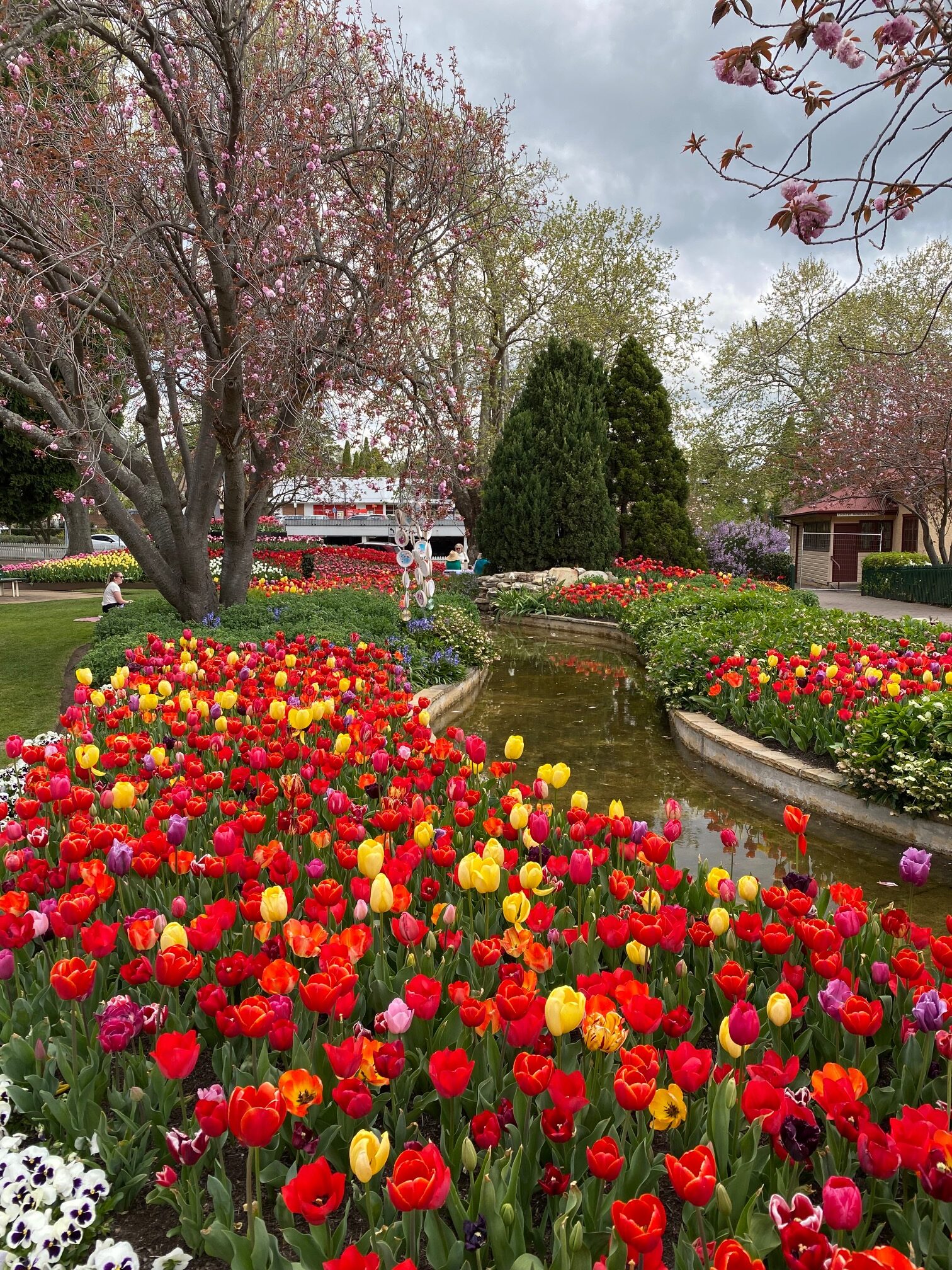 Tulip Time 2021 - Just Me And A Boarding Pass