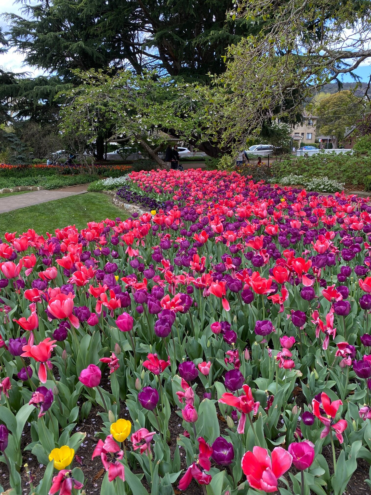 Tulip Time 2021 - Just Me And A Boarding Pass