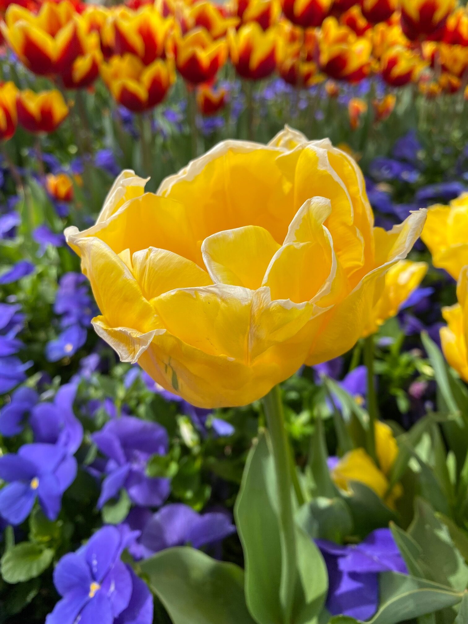 Tulip Time 2021 - Just Me And A Boarding Pass