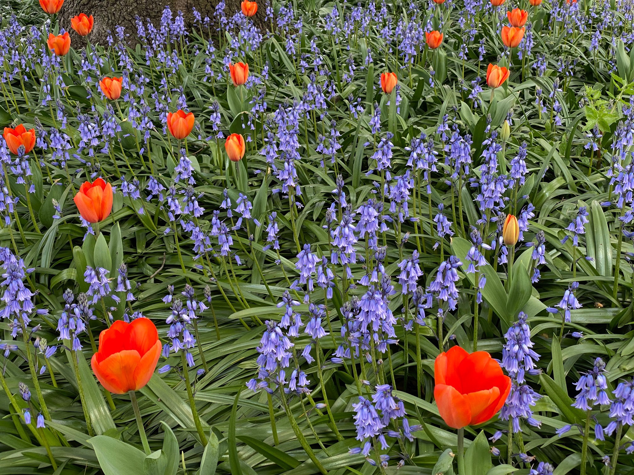 Tulip Time 2021 - Just Me And A Boarding Pass
