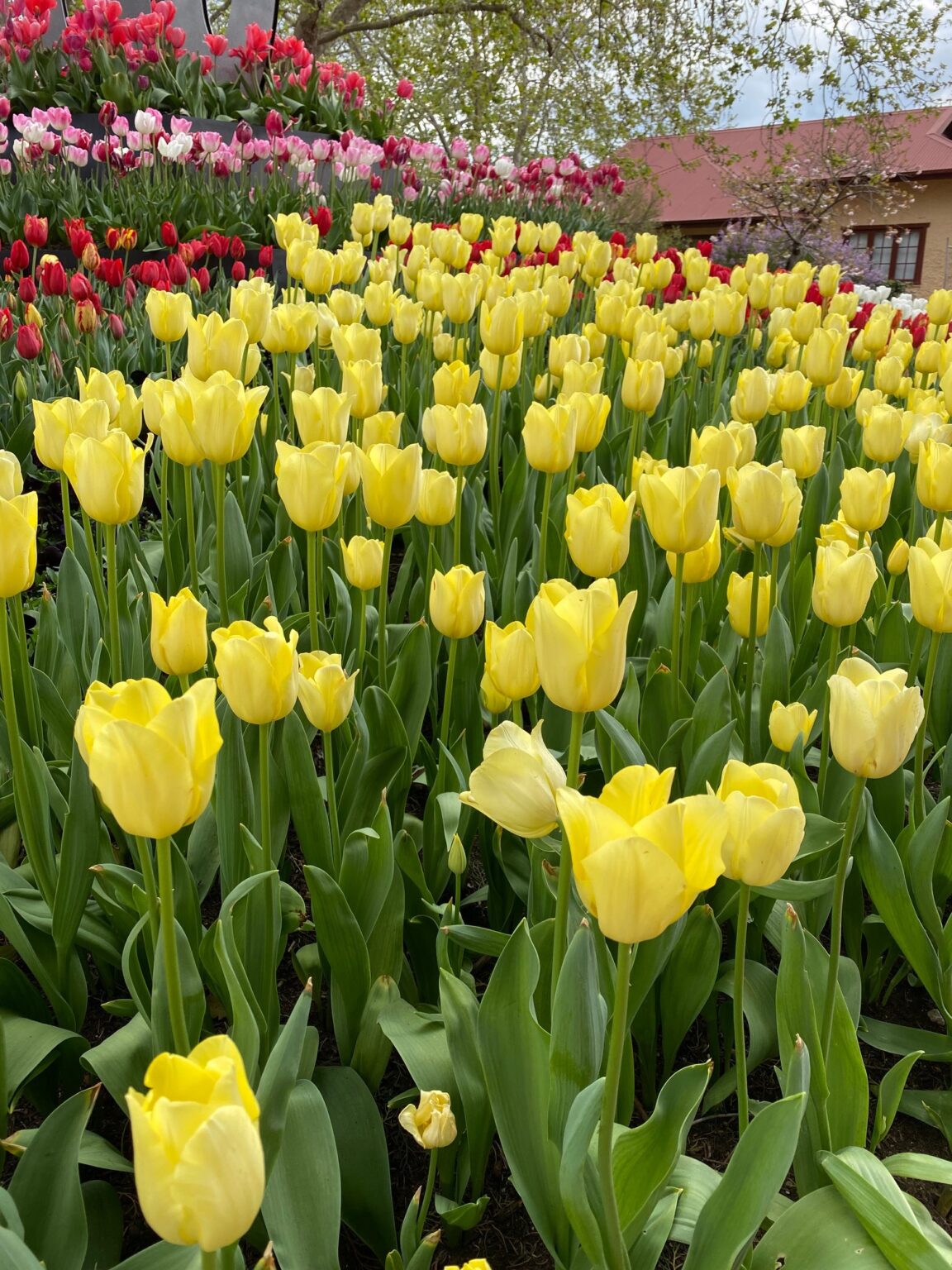 Tulip Time 2021 - Just Me And A Boarding Pass