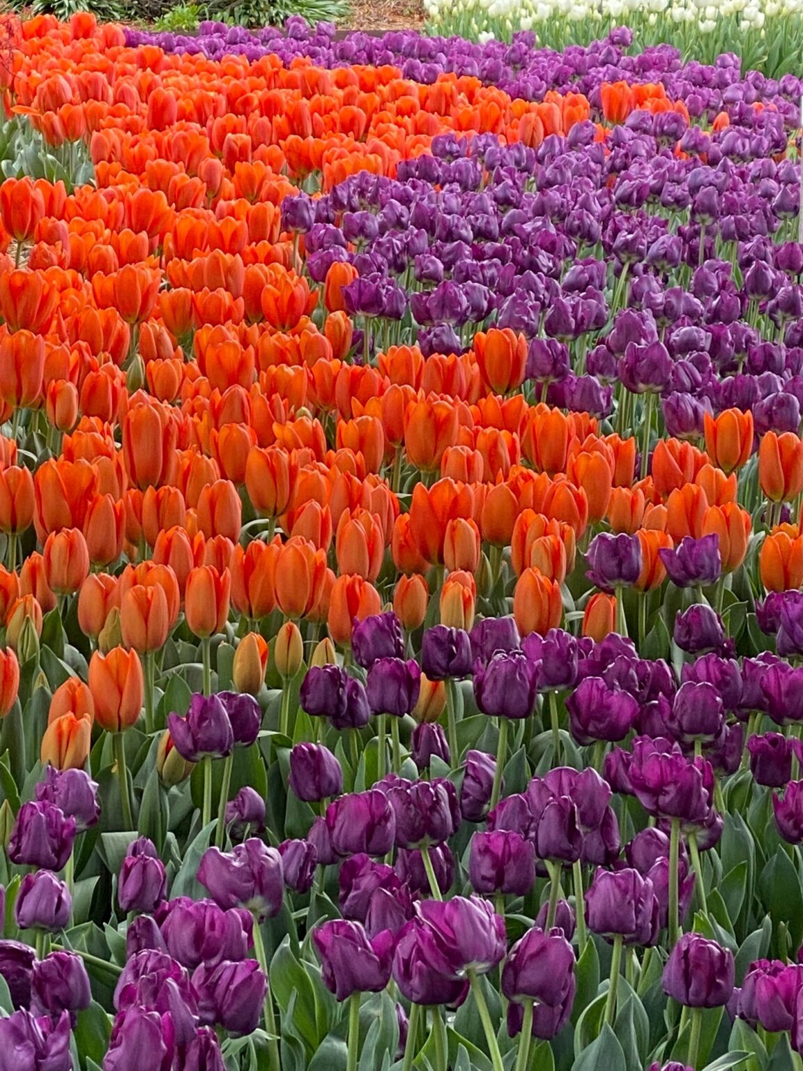 Tulip Time 2021 - Just Me And A Boarding Pass